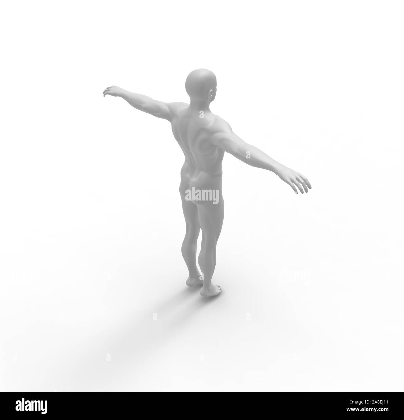 Male anatomy standing model Black and White Stock Photos & Images - Alamy