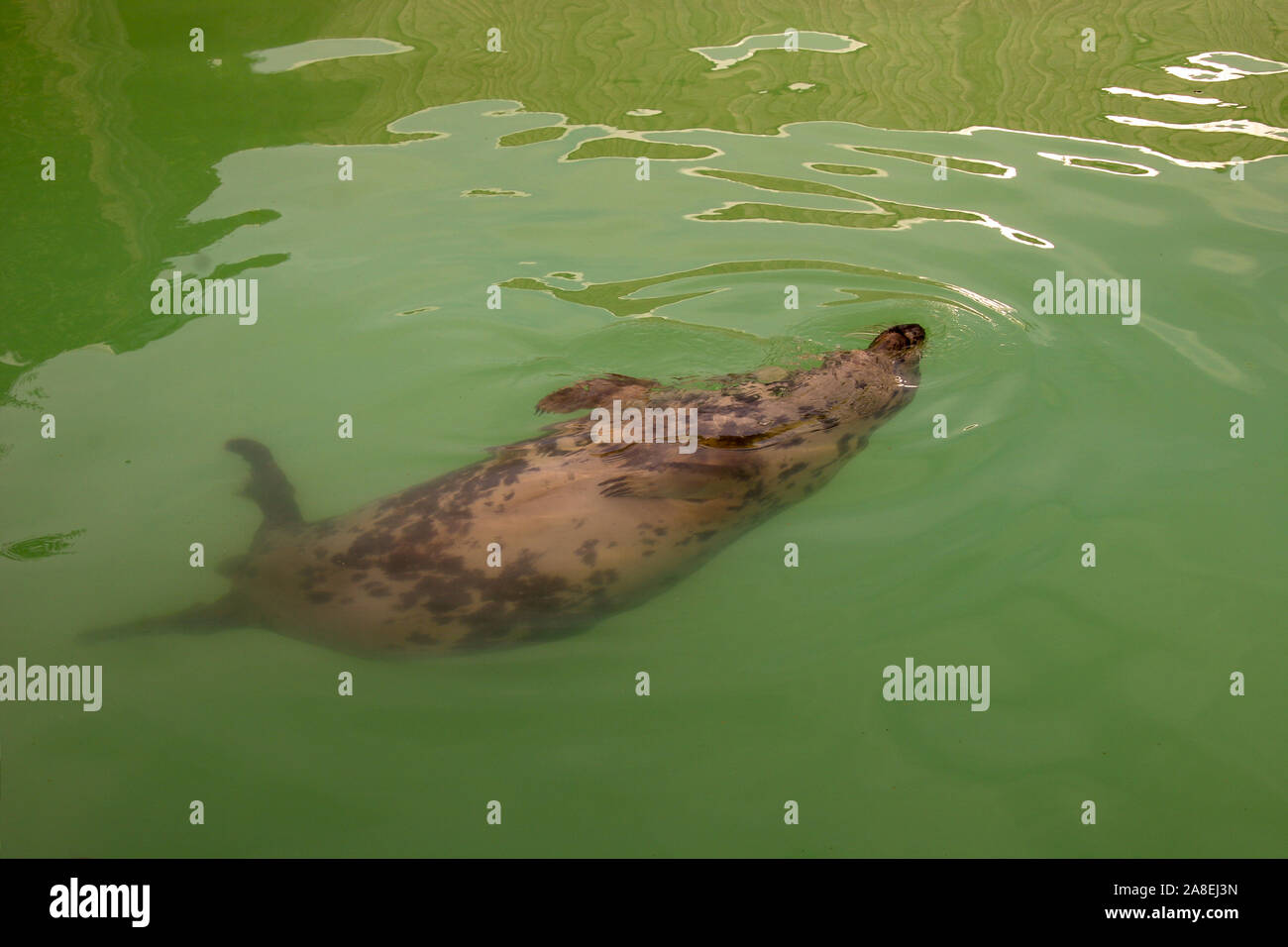 Fur seal swims on its back in green water. Only a nose with a mustache ...