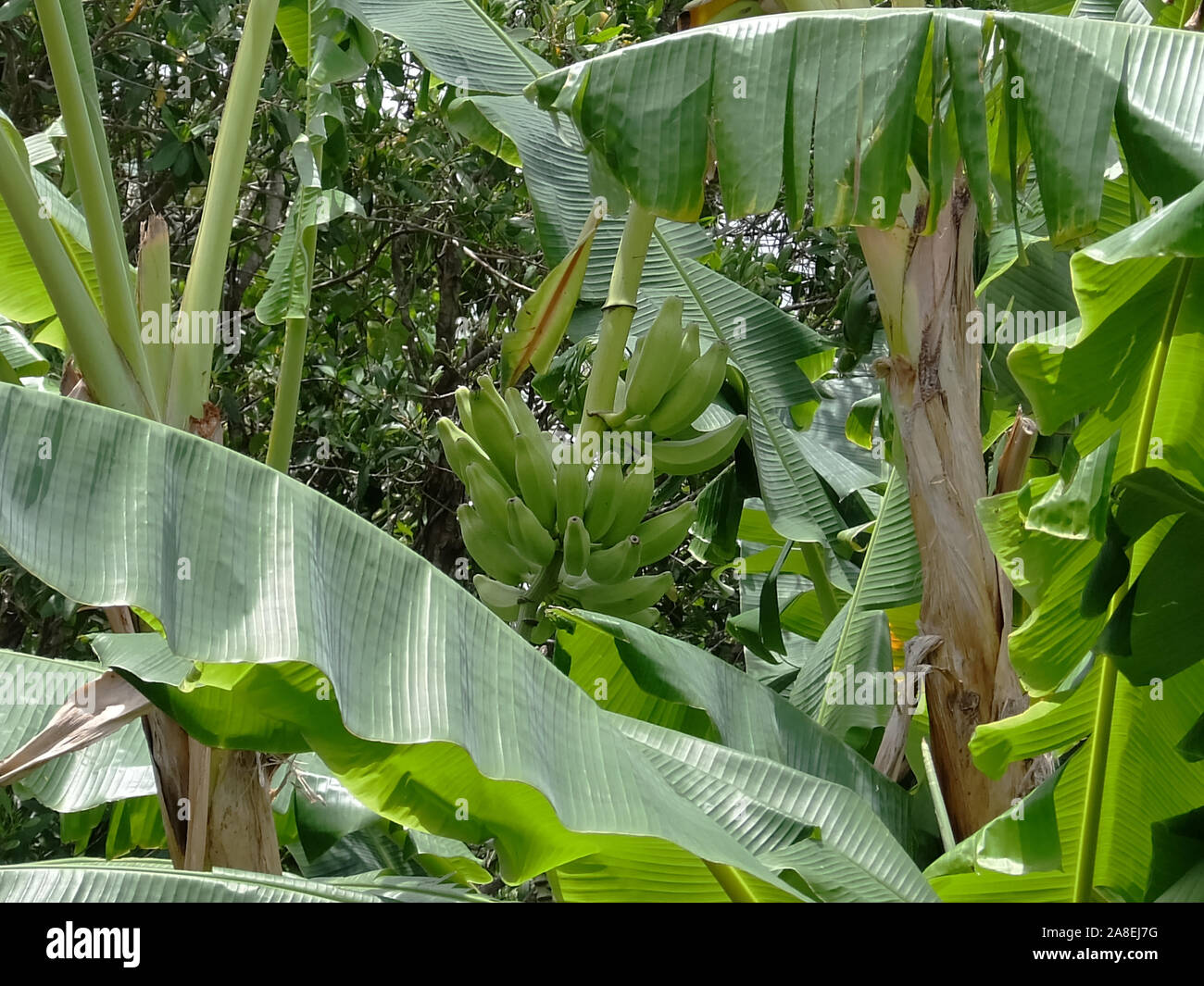 Bananas ripening on a tree in Mexico Stock Photo - Alamy