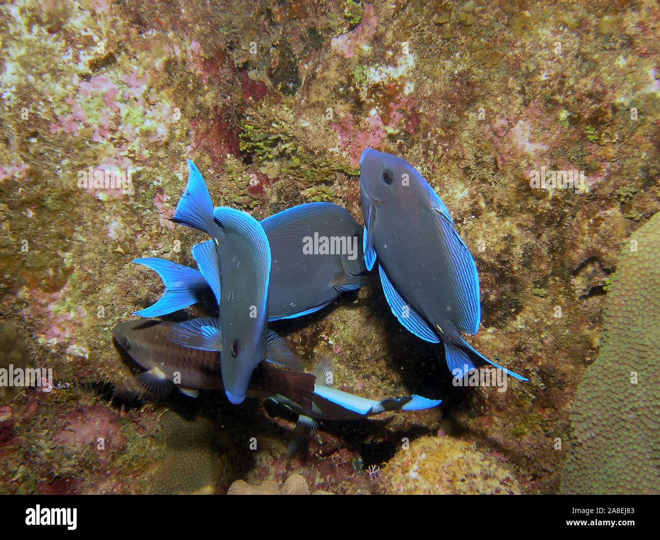 Schooling Fish Bonaire Fish Fish High Resolution Stock Photography and ...