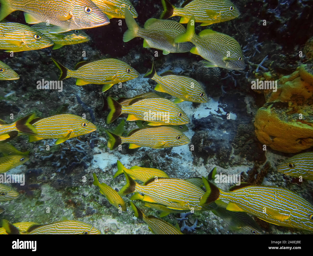Blue Striped Grunts (Haemulon sciurus Stock Photo - Alamy