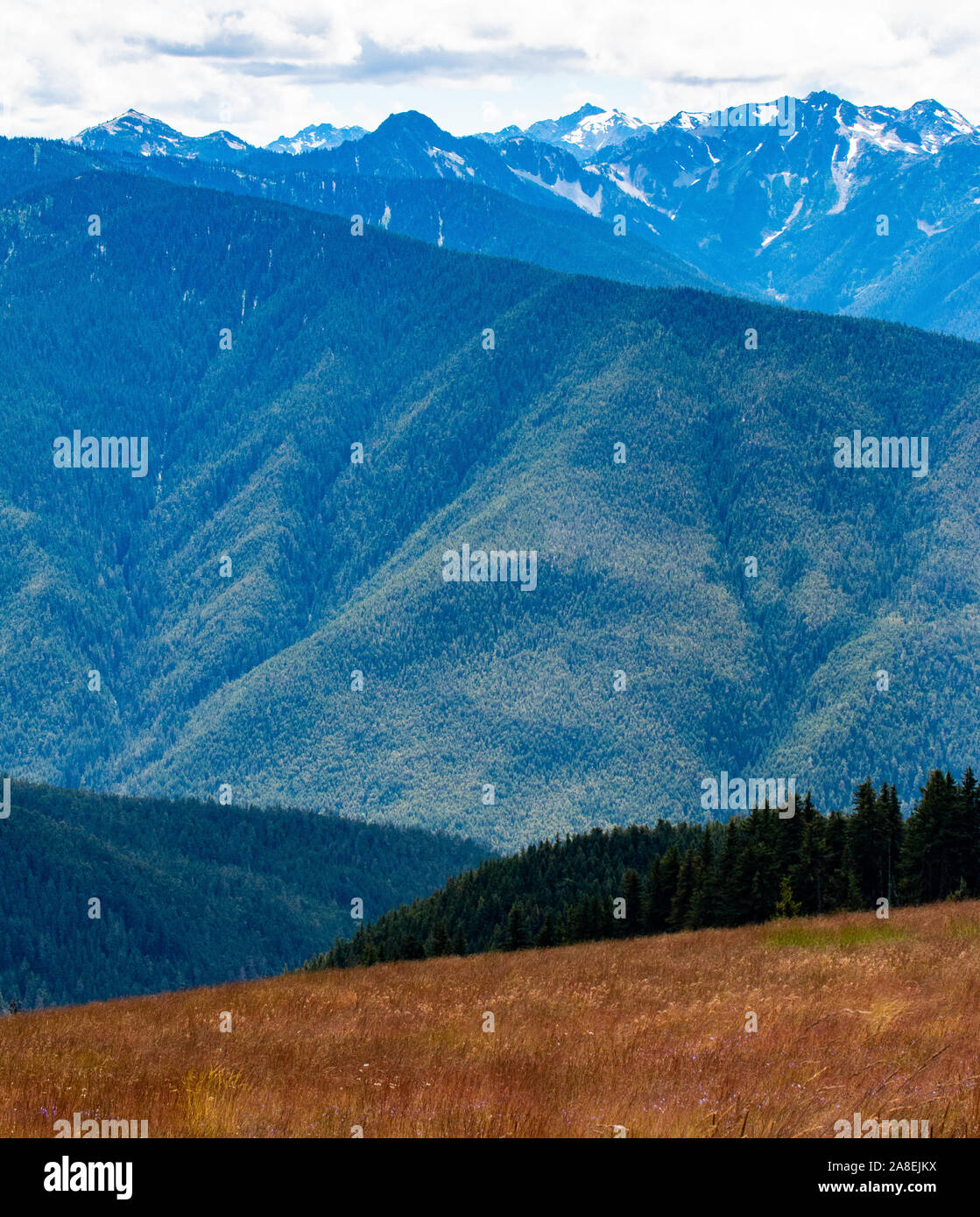 Olympic National Park Hurricane ridge landscape fauna Stock Photo - Alamy