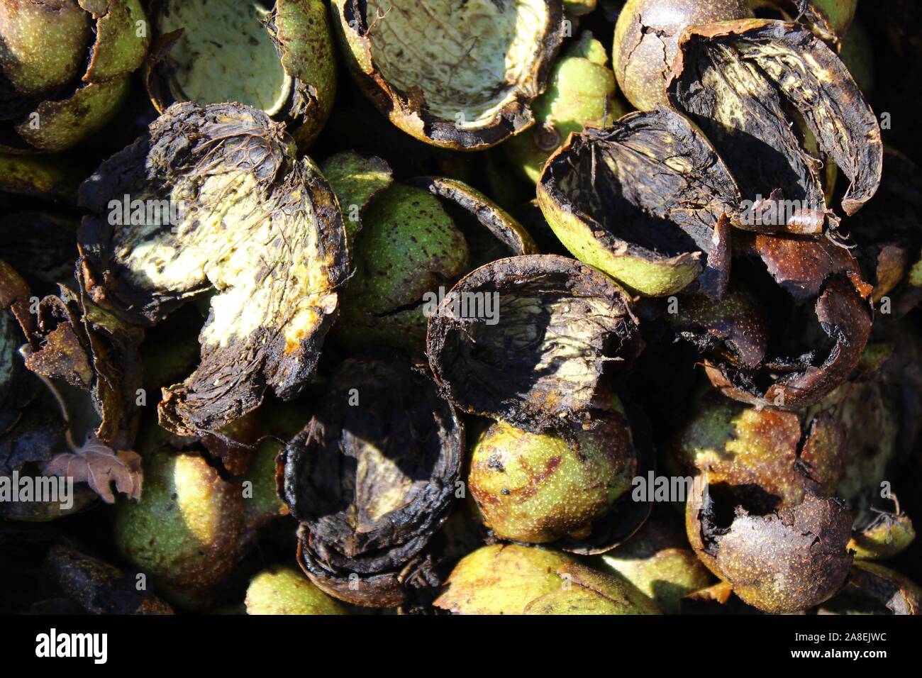 The picture shows fresh walnut shells Stock Photo - Alamy