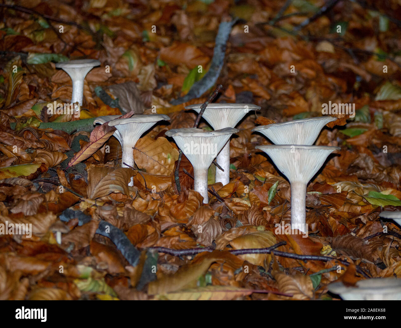 Trooping Funnel Mushrooms, Clitocybe geotropa, growing up a bank ...