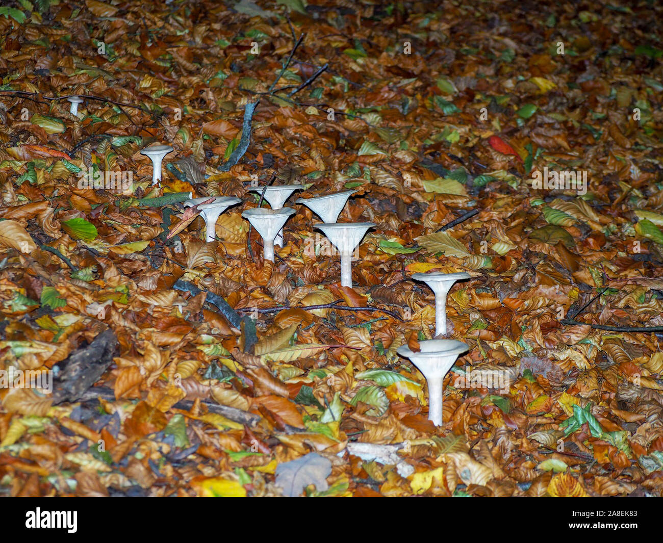 Funnel shaped fungi hi-res stock photography and images - Alamy