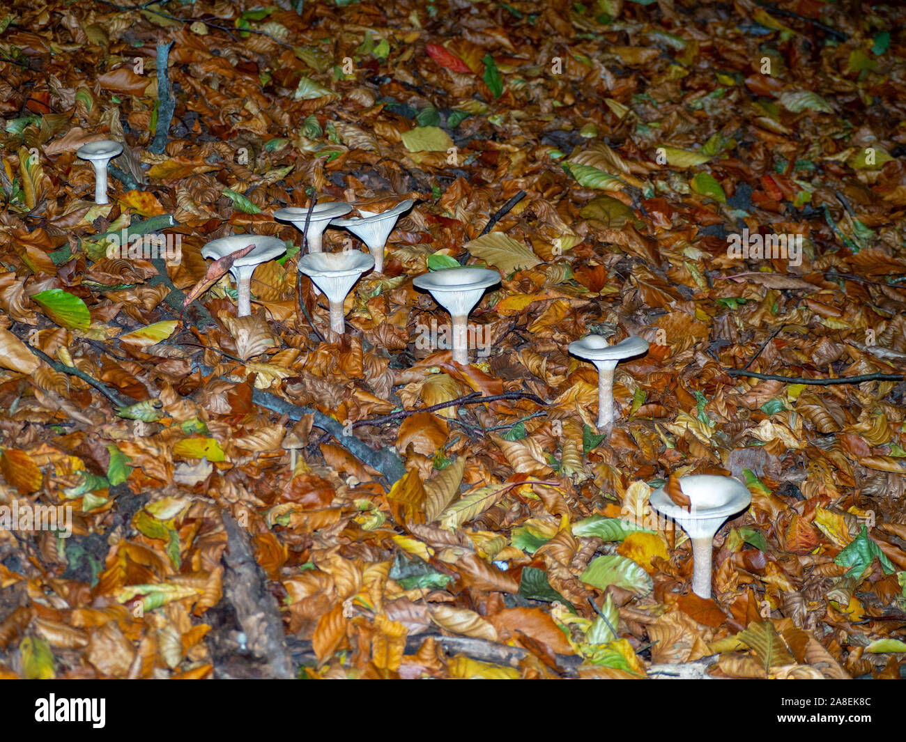 Trooping Funnel Mushrooms, Clitocybe geotropa, growing up a bank ...