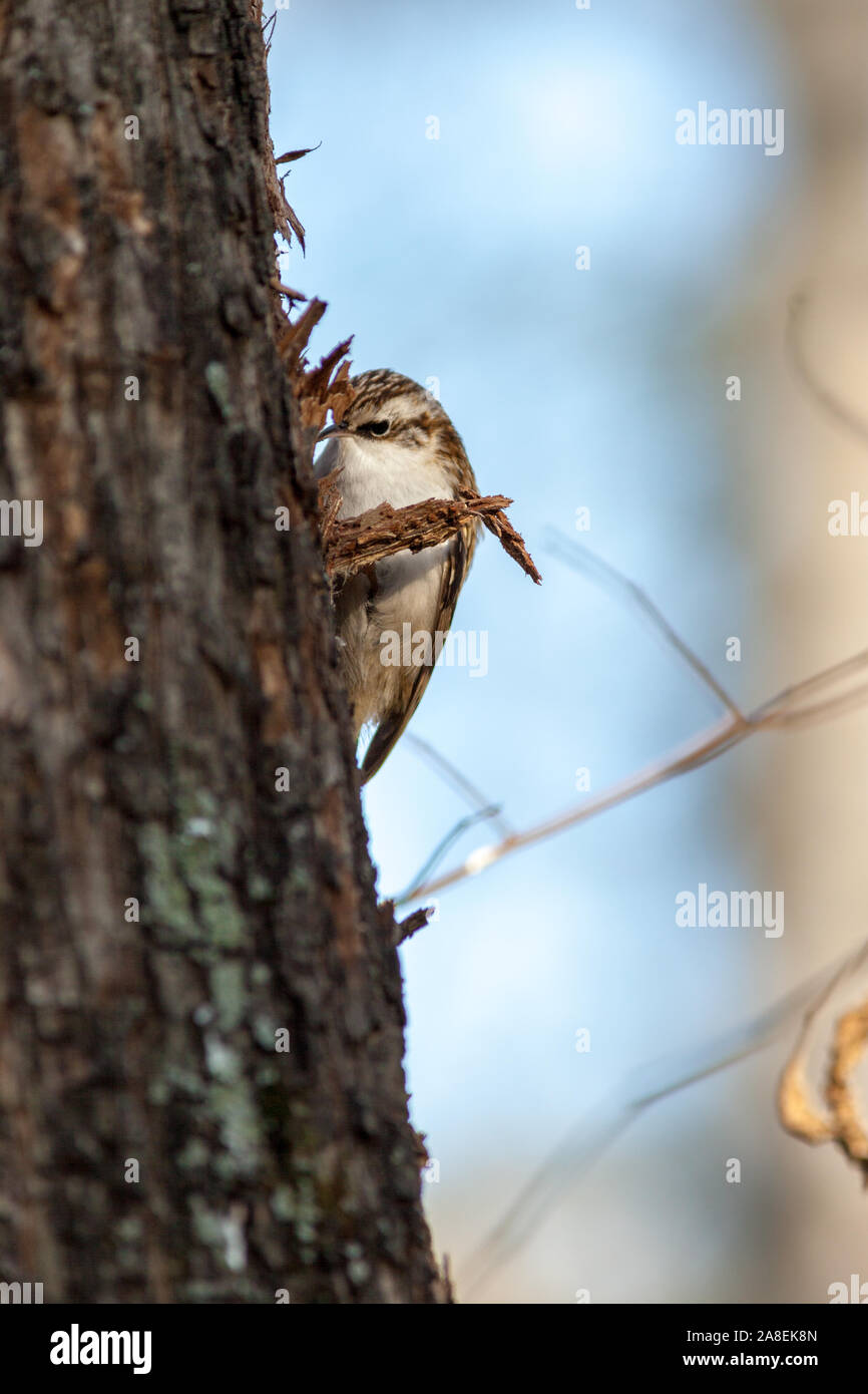 Tree Creeper (Certhia familiaris). Russia Stock Photo - Alamy