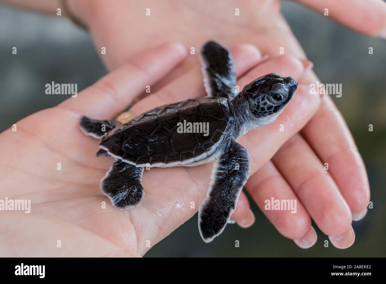 Cub of turtle hi-res stock photography and images - Alamy