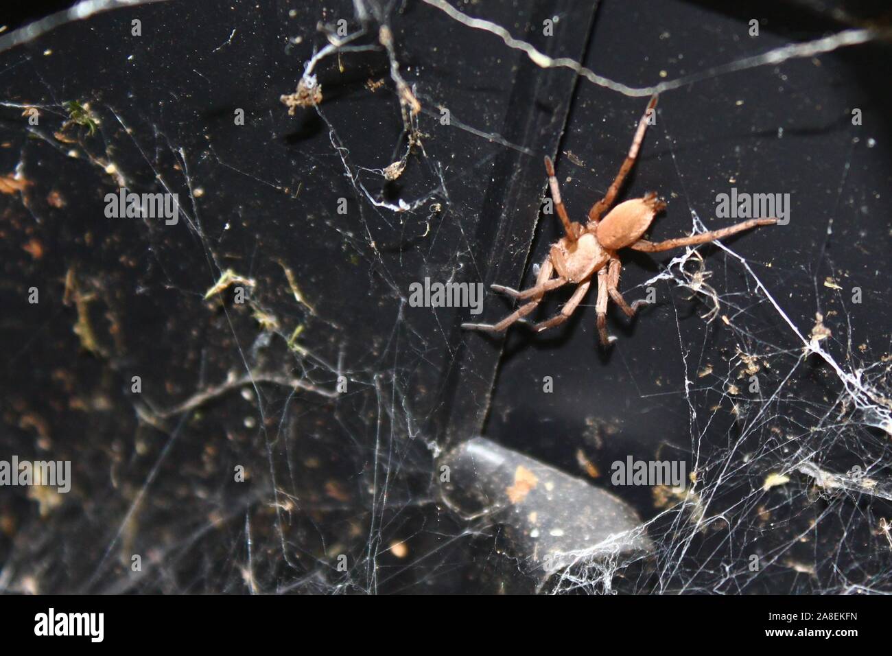 Wolfbanes hi-res stock photography and images - Alamy