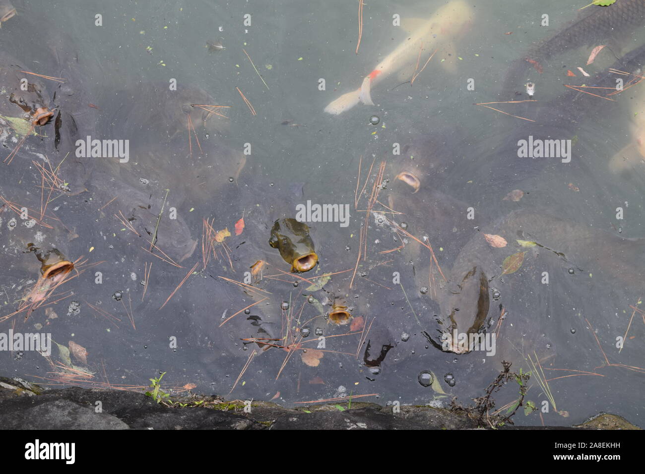 Koi Fish in pond, Japan Stock Photo - Alamy
