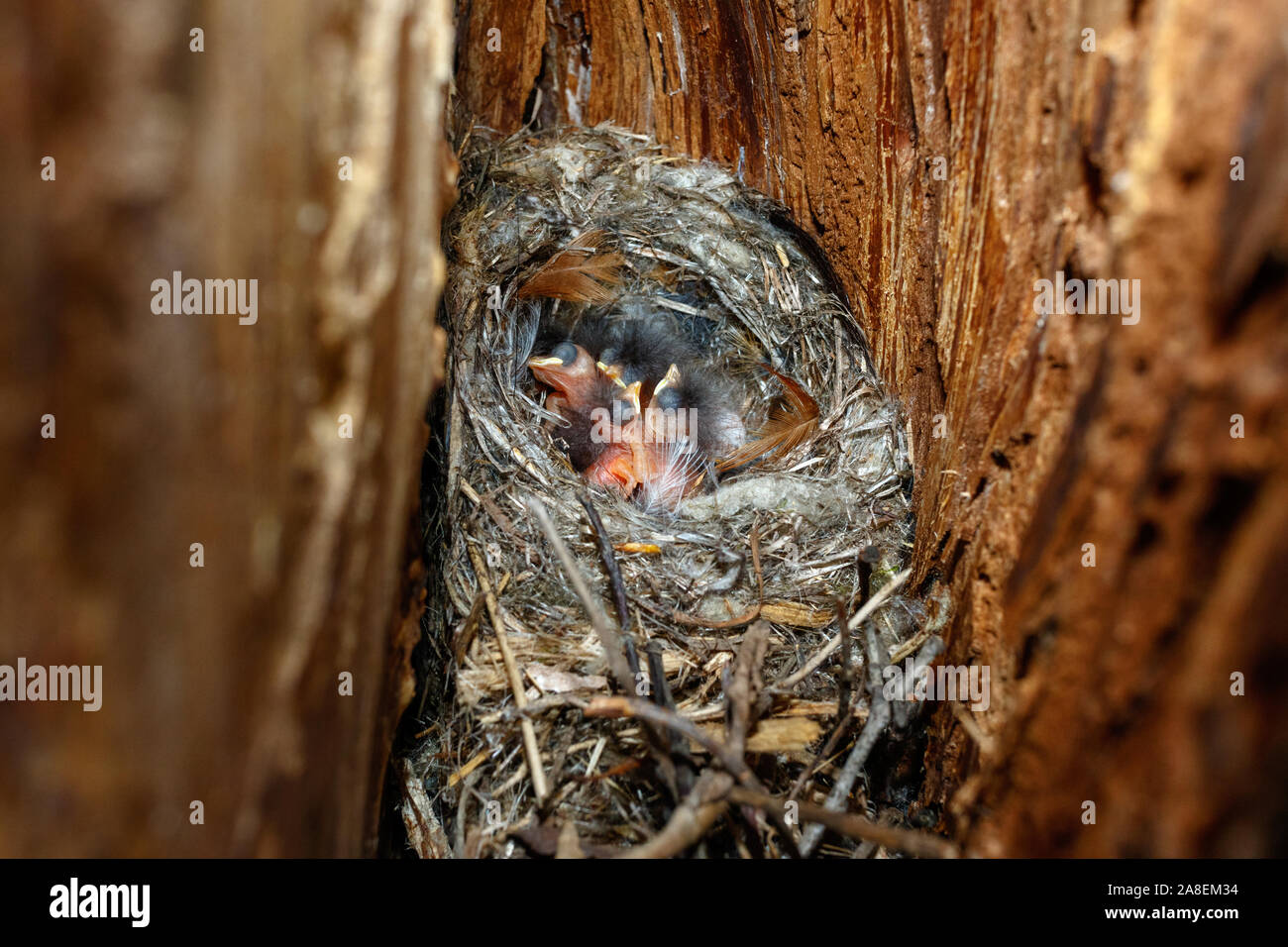 Certhia familiaris fledgling hi-res stock photography and images - Alamy