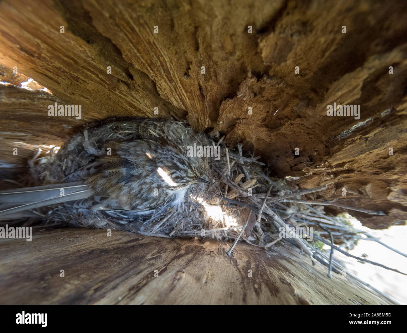 Certhia familiaris fledgling hi-res stock photography and images - Alamy