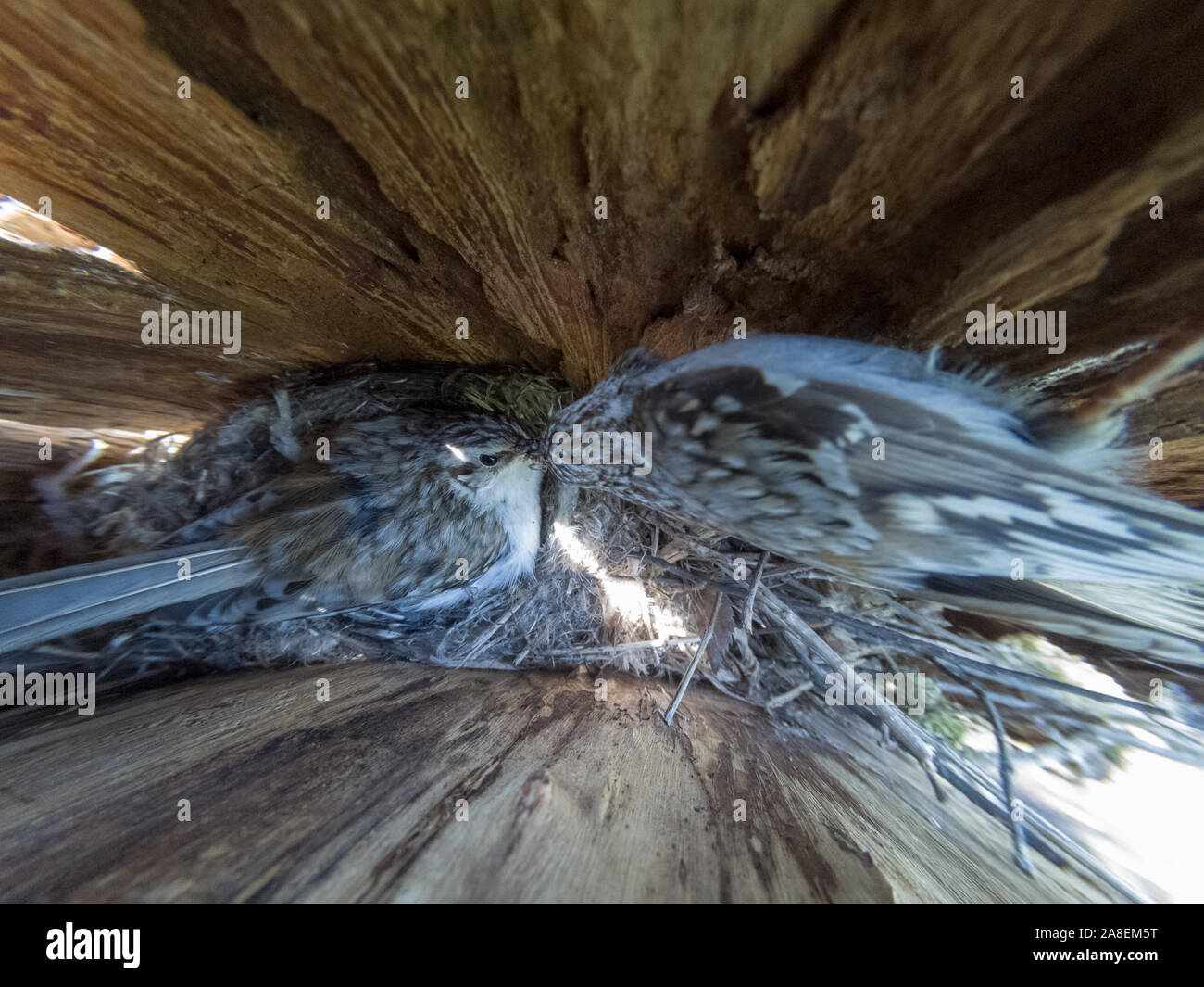 Certhia familiaris fledgling hi-res stock photography and images - Alamy