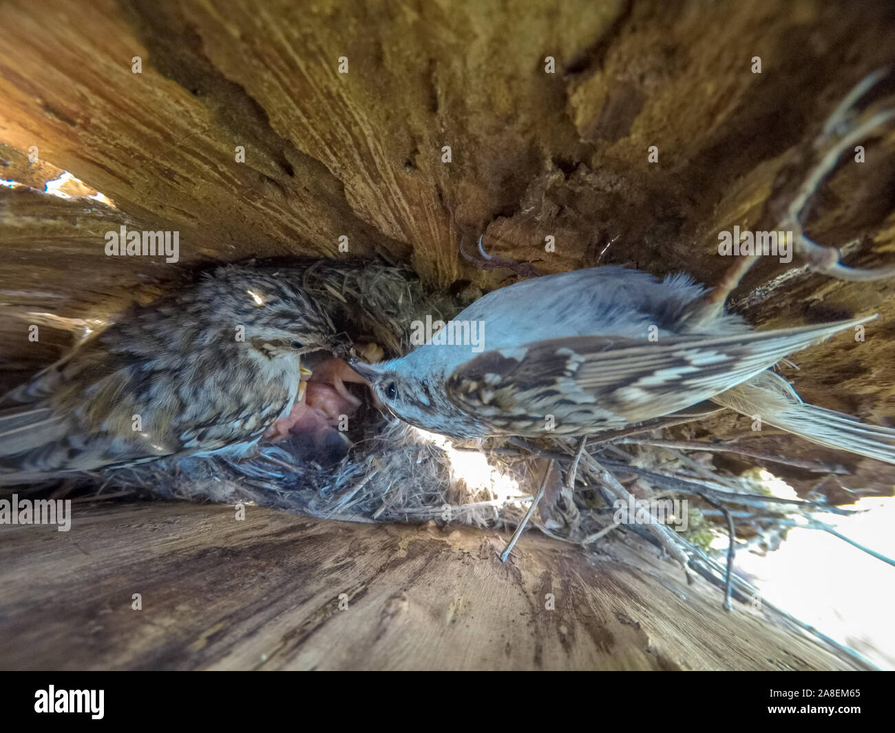 Certhia familiaris fledgling hi-res stock photography and images - Alamy