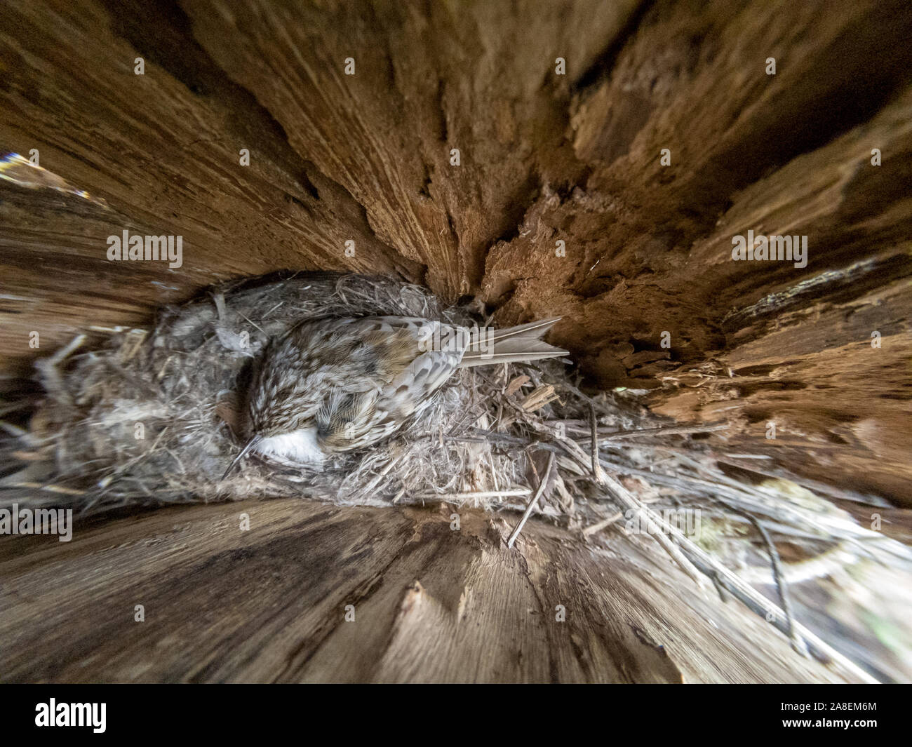 Certhia familiaris fledgling hi-res stock photography and images - Alamy