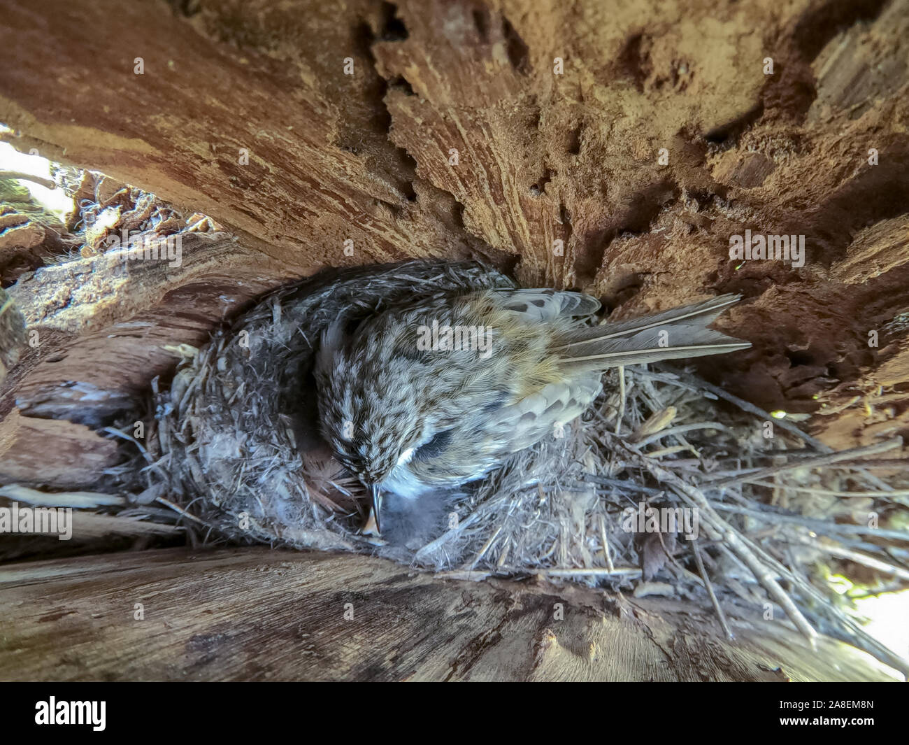 Certhia familiaris. The nest of the Tree Creeper in nature. Russia ...