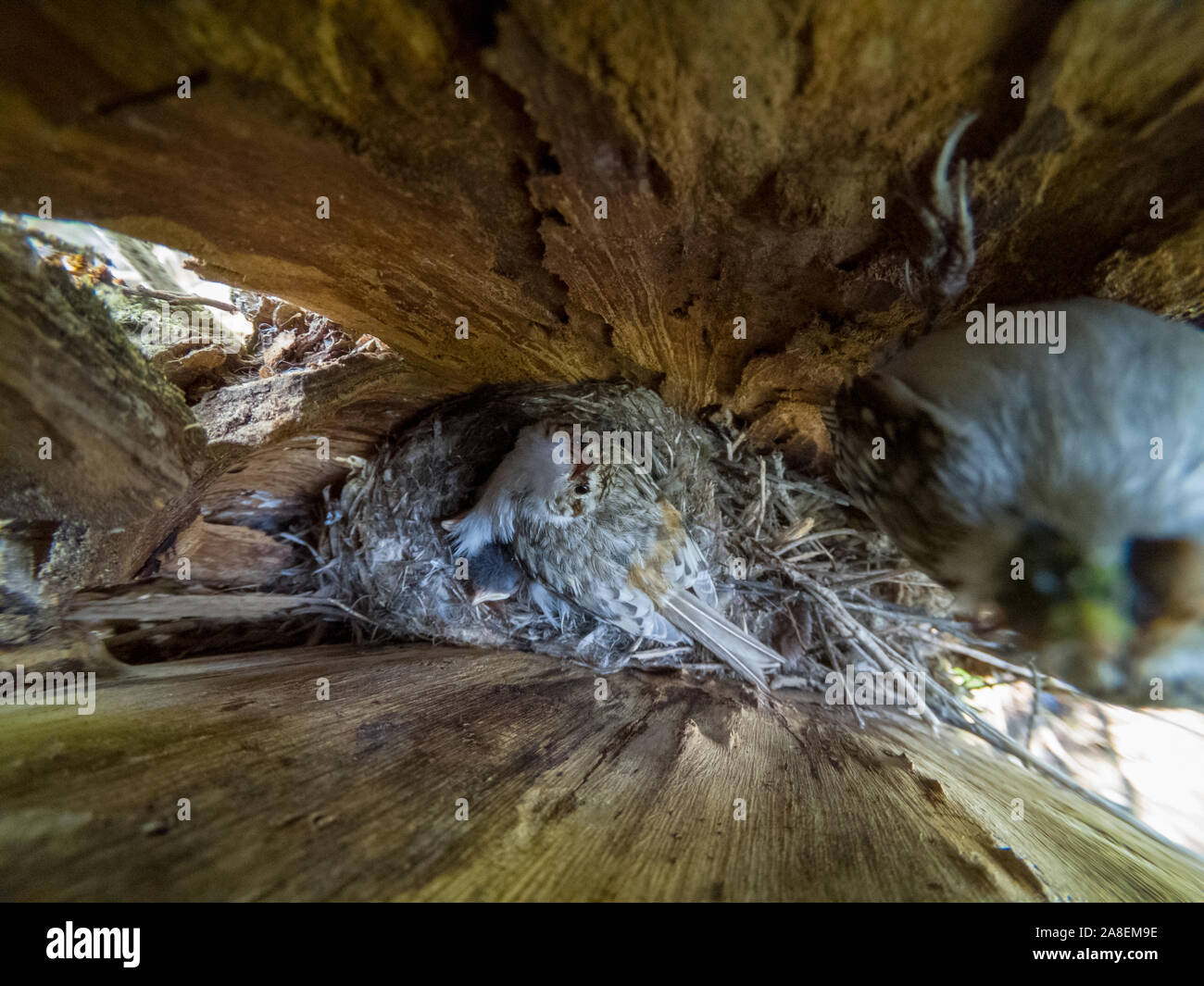 Certhia familiaris. The nest of the Tree Creeper in nature. Russia ...