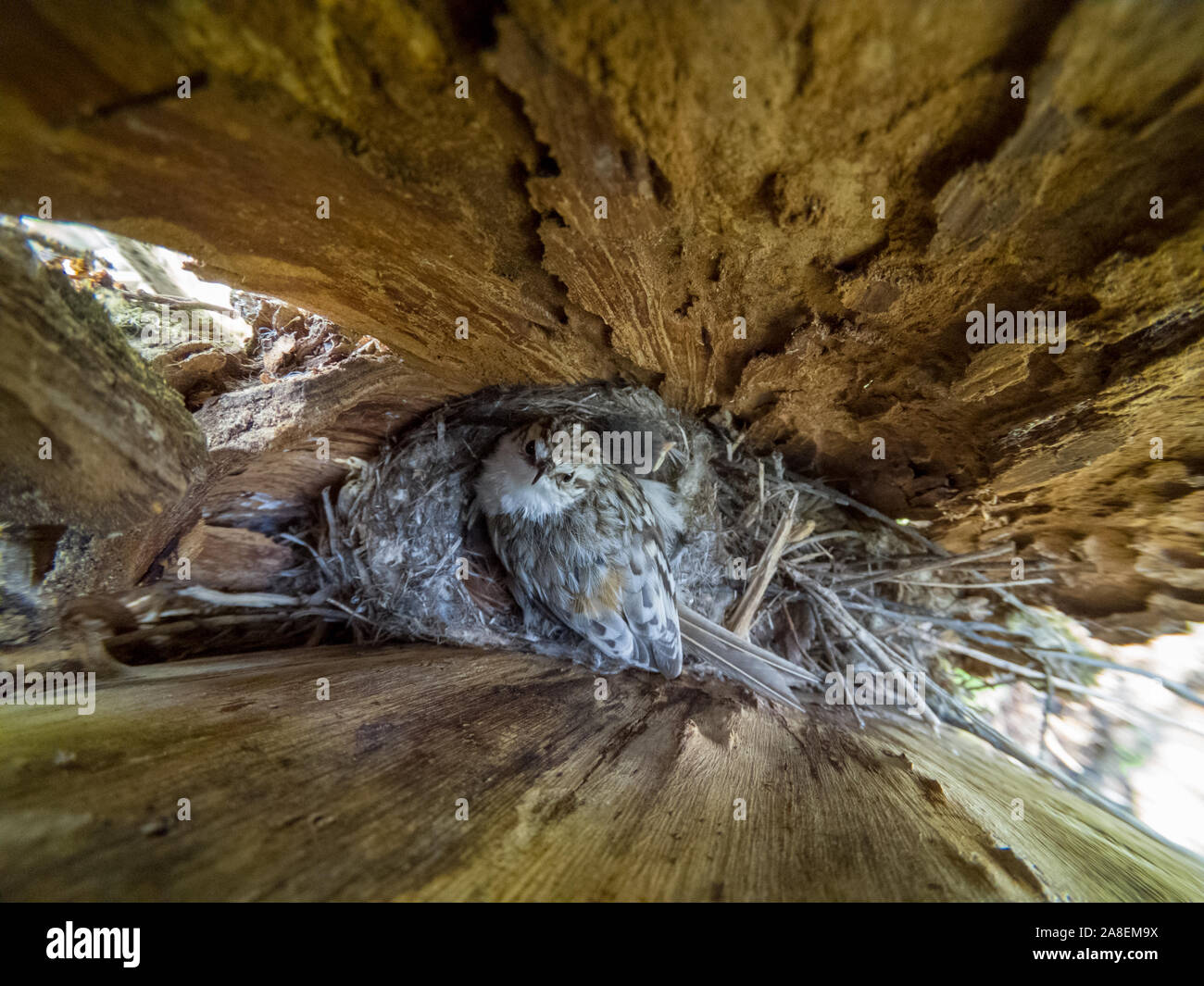 Certhia familiaris fledgling hi-res stock photography and images - Alamy