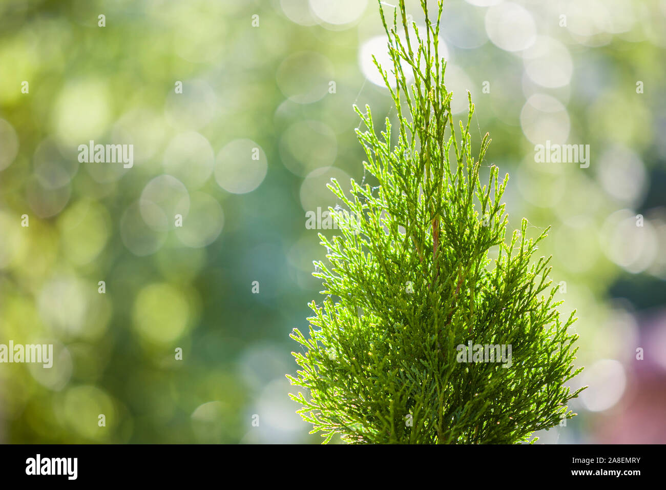 Closeup of green christmas leaves of thuja tree on green bokeh ...