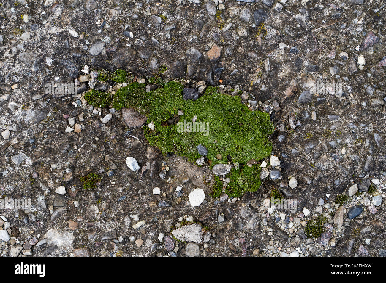 Moss green grunge texture. Moss background. Green moss on grunge ...