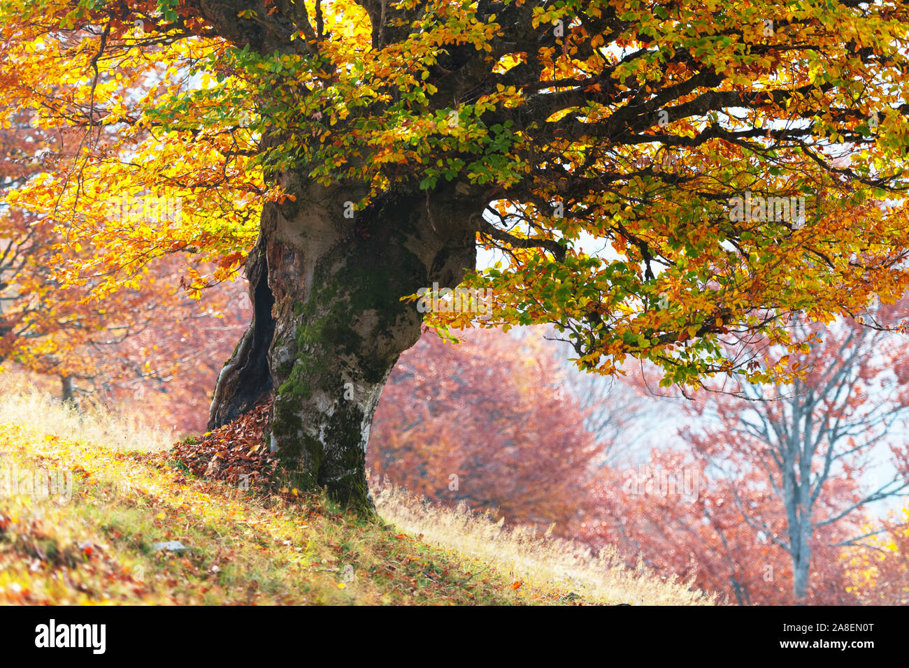 Majestic old beech tree with yellow and orange folliage at autumn ...