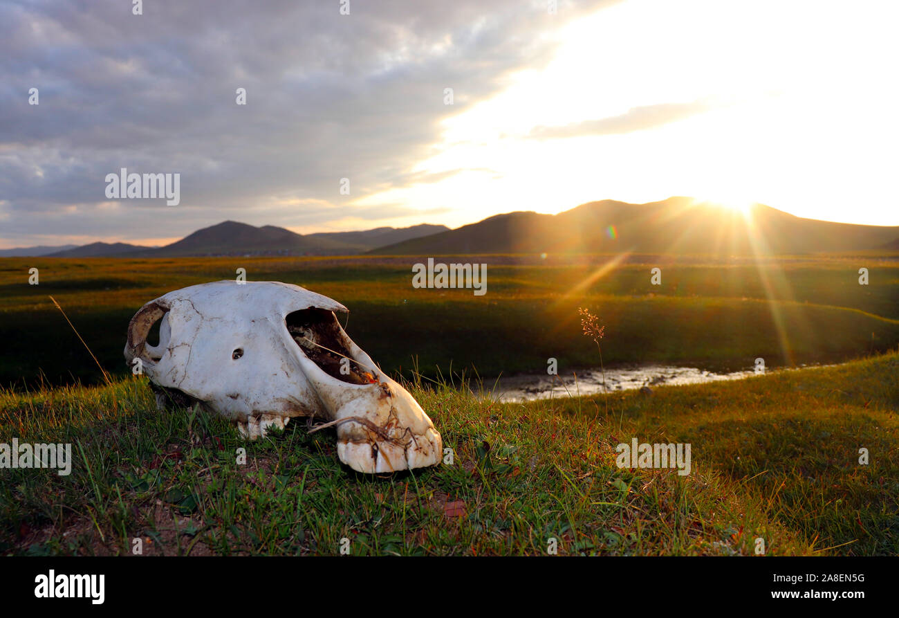 Animal skull in the mongolian wilderness near a small river Stock Photo ...