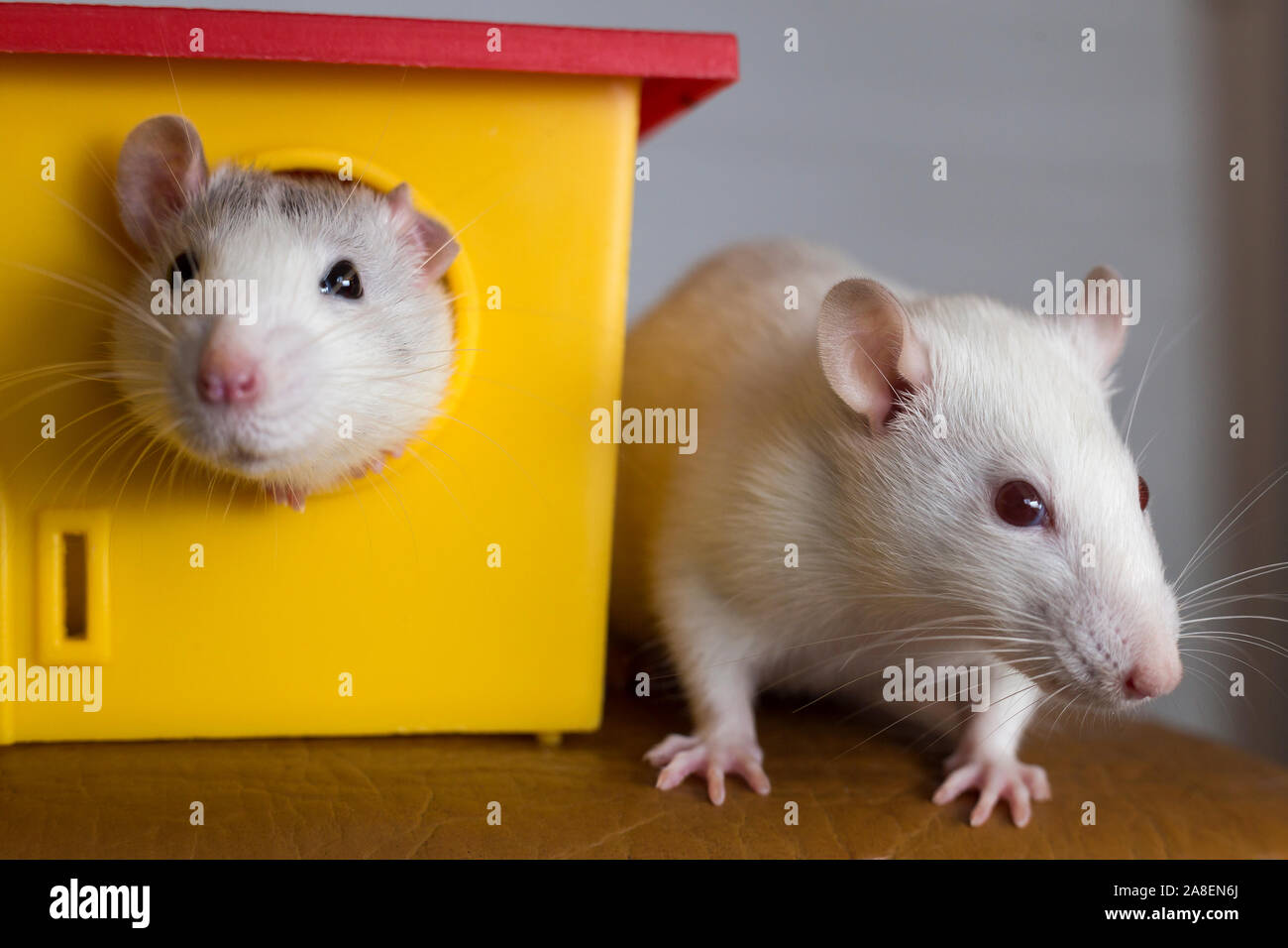 Domestic rats cage hi-res stock photography and images - Alamy