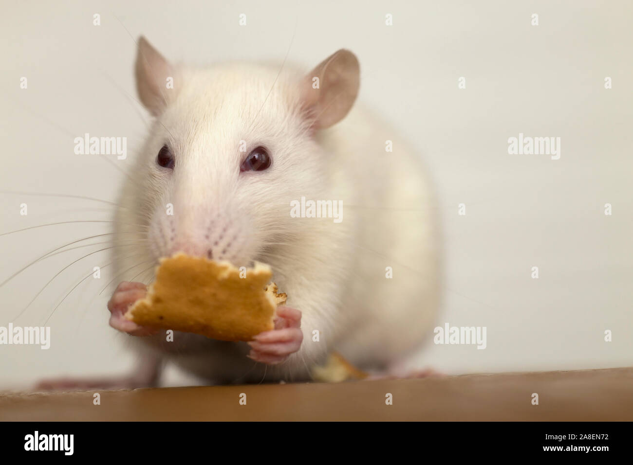 Lab rat , lab mouse, eating hi-res stock photography and images - Alamy