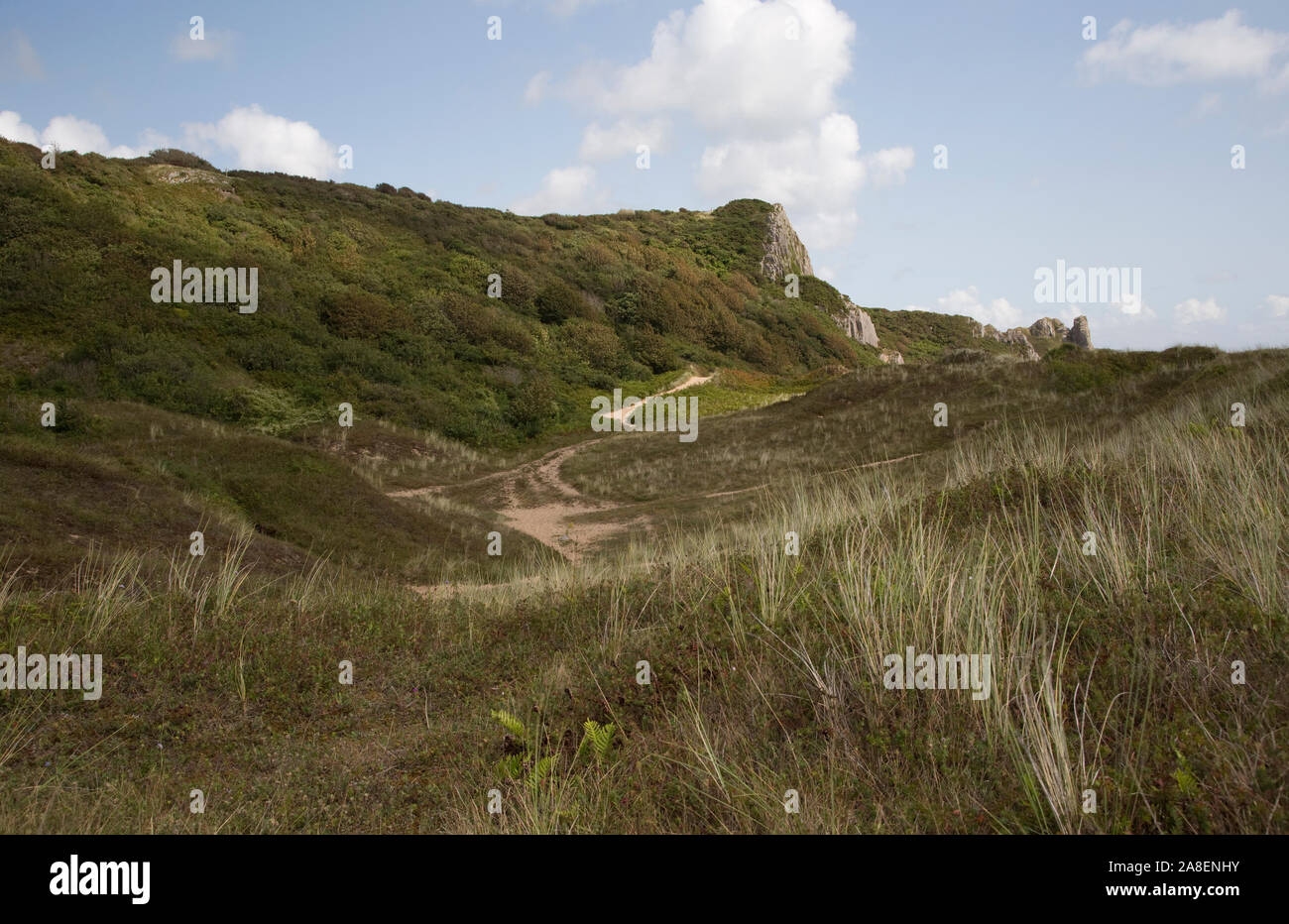 Paths through the sand dunes, Oxwich Bay, The Gower, West Wales, UK ...