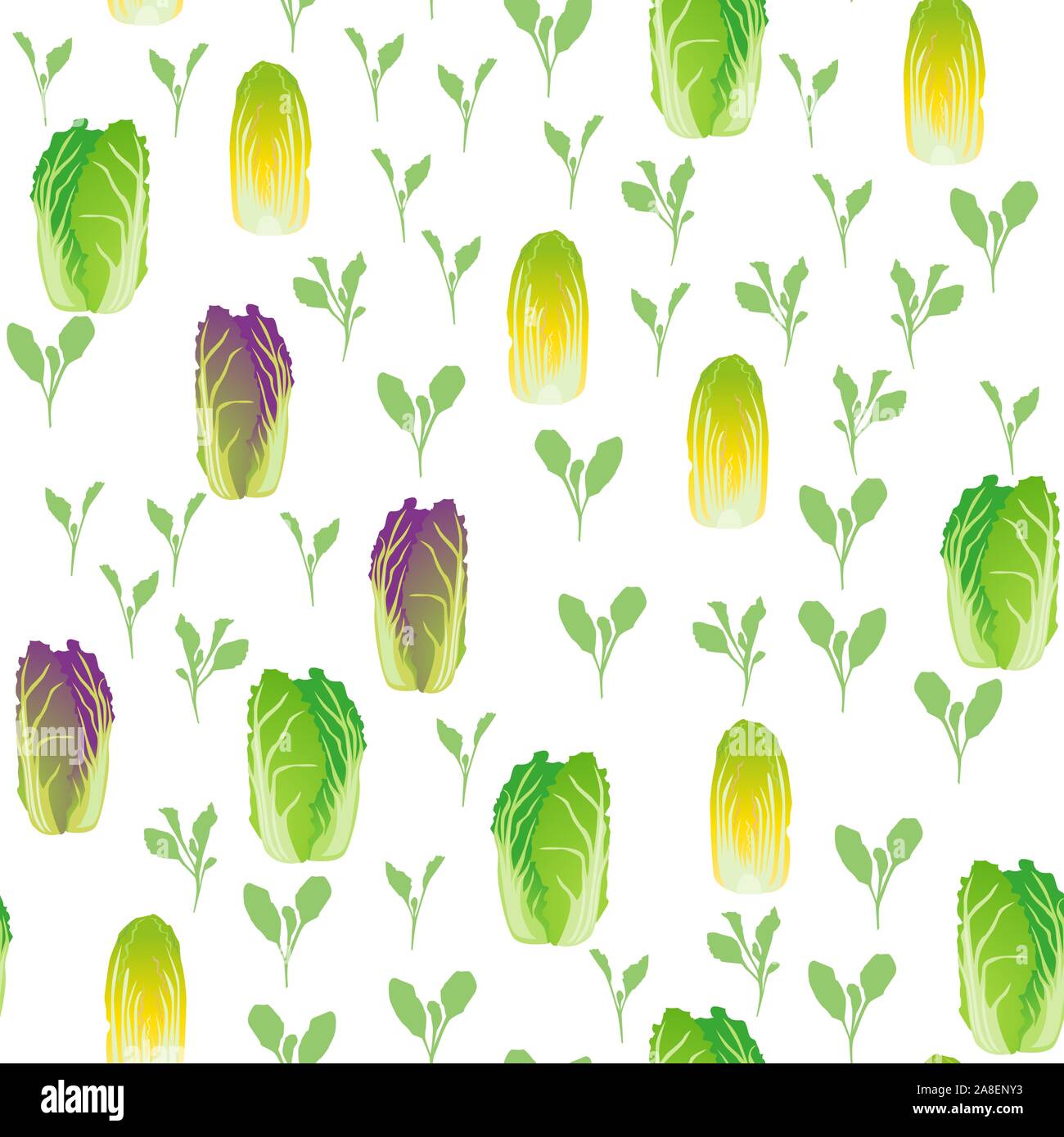 Chinese cabbage vector vectors hi-res stock photography and images - Alamy