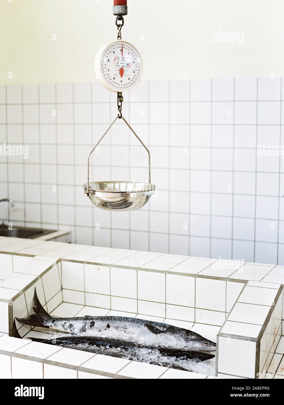 Fresh barracuda fish market hi-res stock photography and images - Alamy