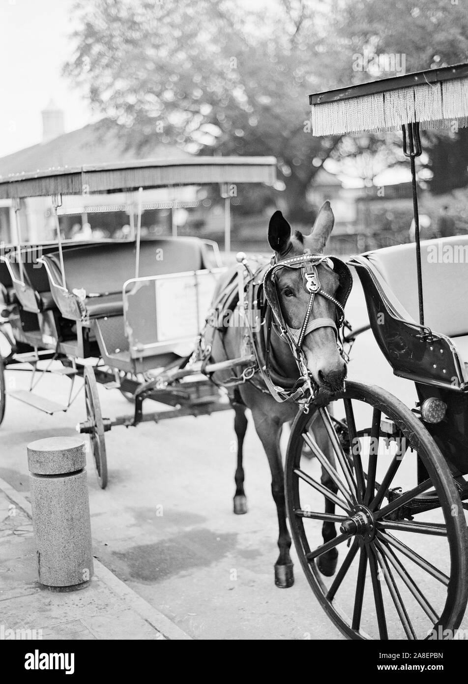 New orleans jackson square carriage Black and White Stock Photos ...