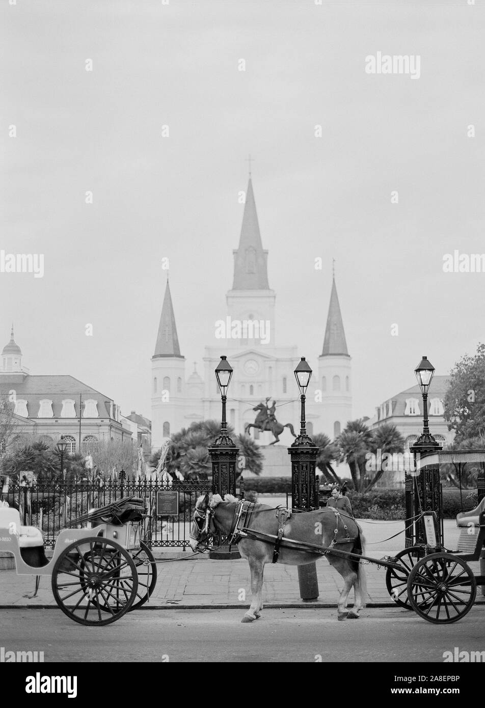 Horse And Carriage Ride New Orleans High Resolution Stock Photography ...