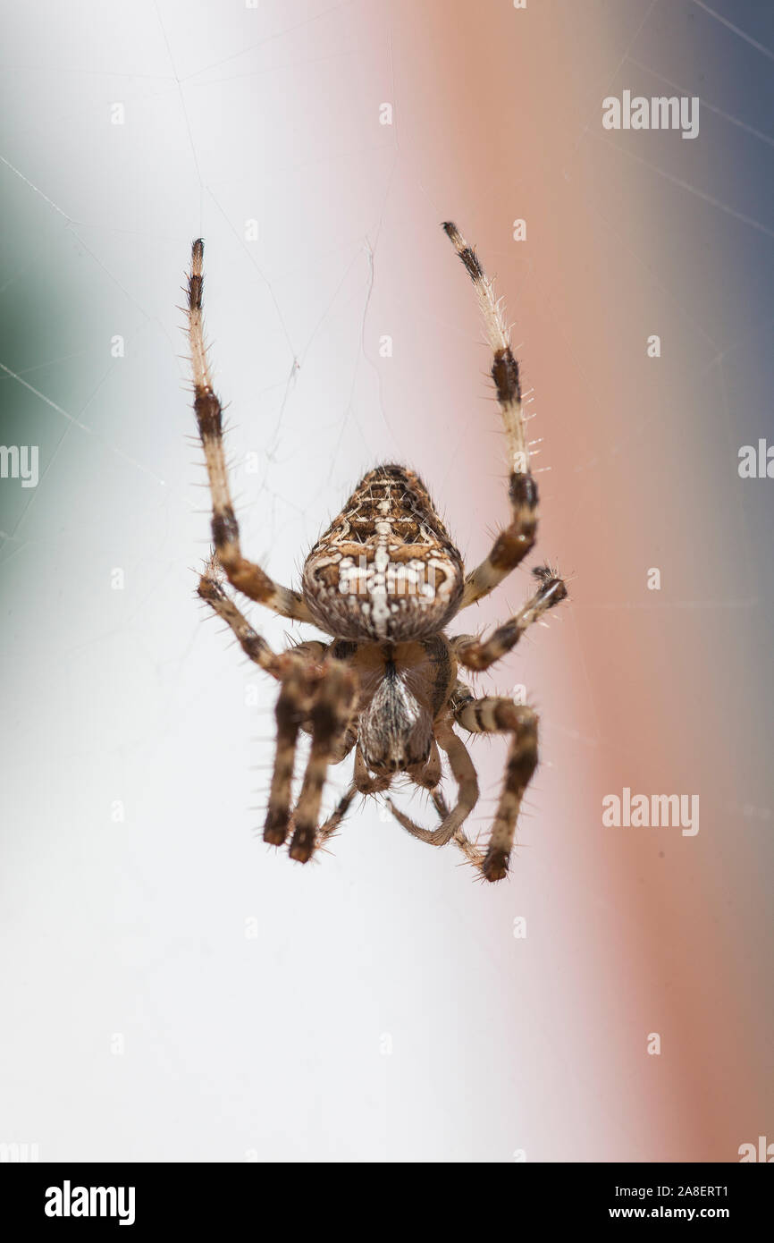 Araneus Diadematus #7 Stock Photo - Alamy