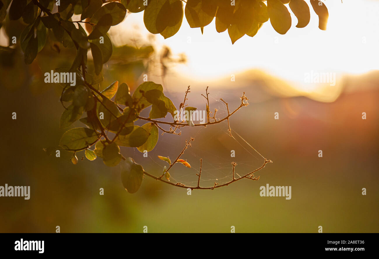 Autumn sunset Foliage Stock Photo - Alamy