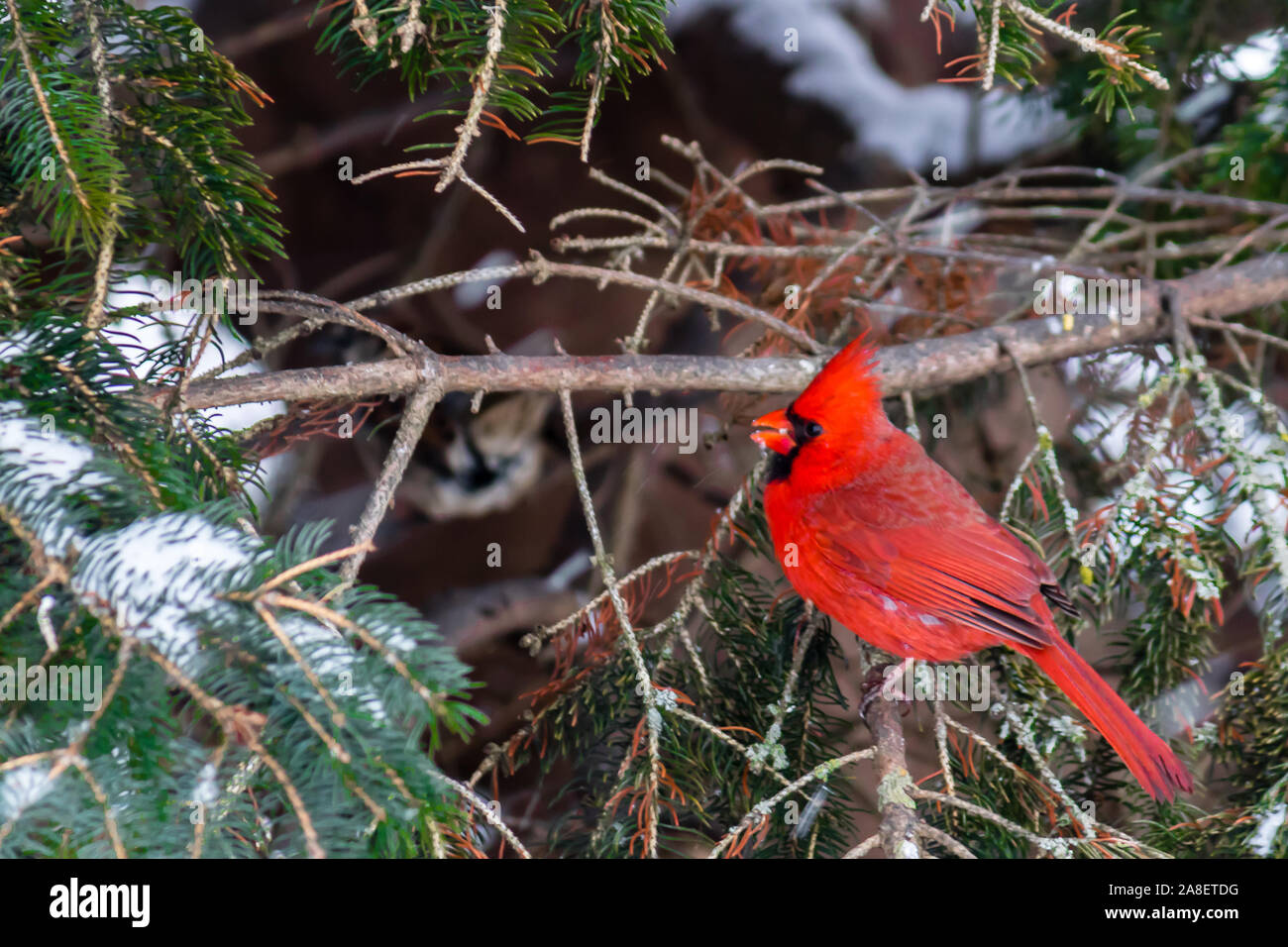 Bright red cardinal hi-res stock photography and images - Alamy