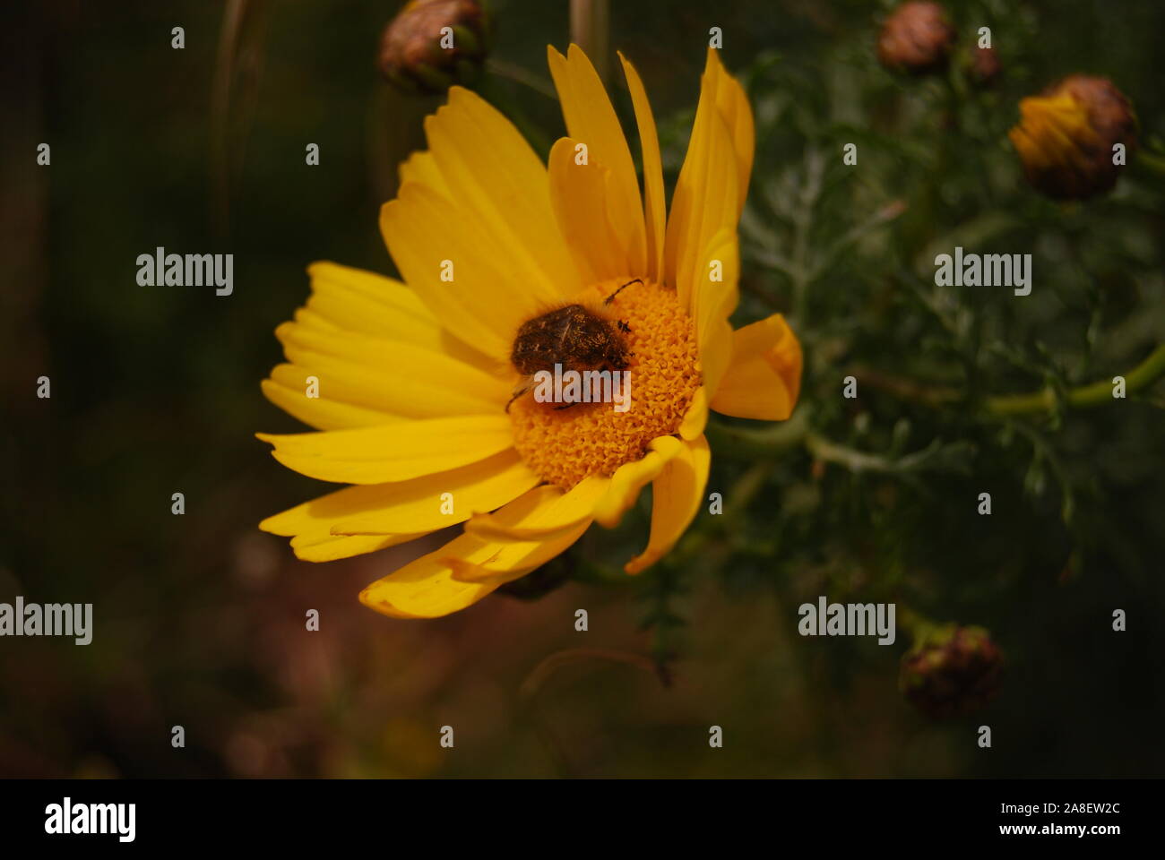 Flowers of Malta Stock Photo - Alamy