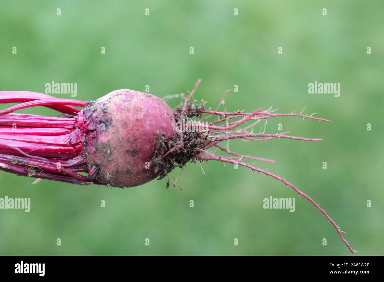 Radish roots hi-res stock photography and images - Alamy