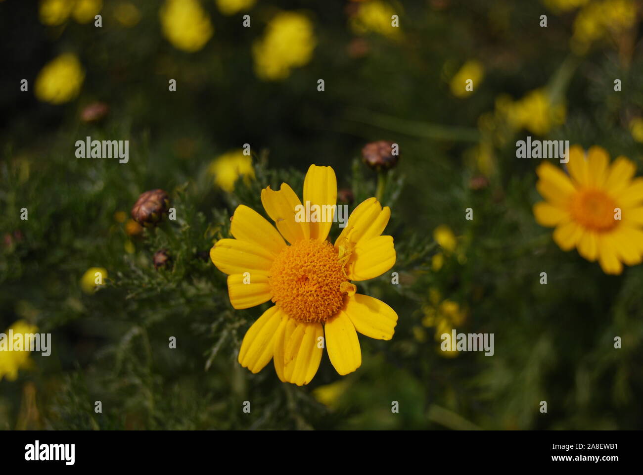 Flowers of Malta Stock Photo - Alamy