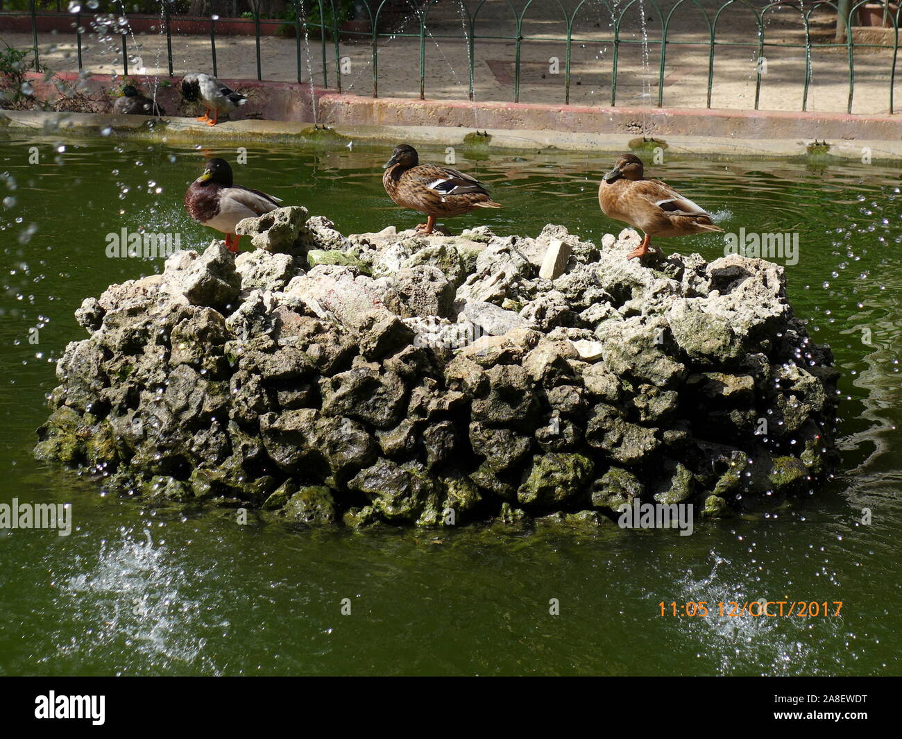 Swan Sunbathing High Resolution Stock Photography and Images - Alamy