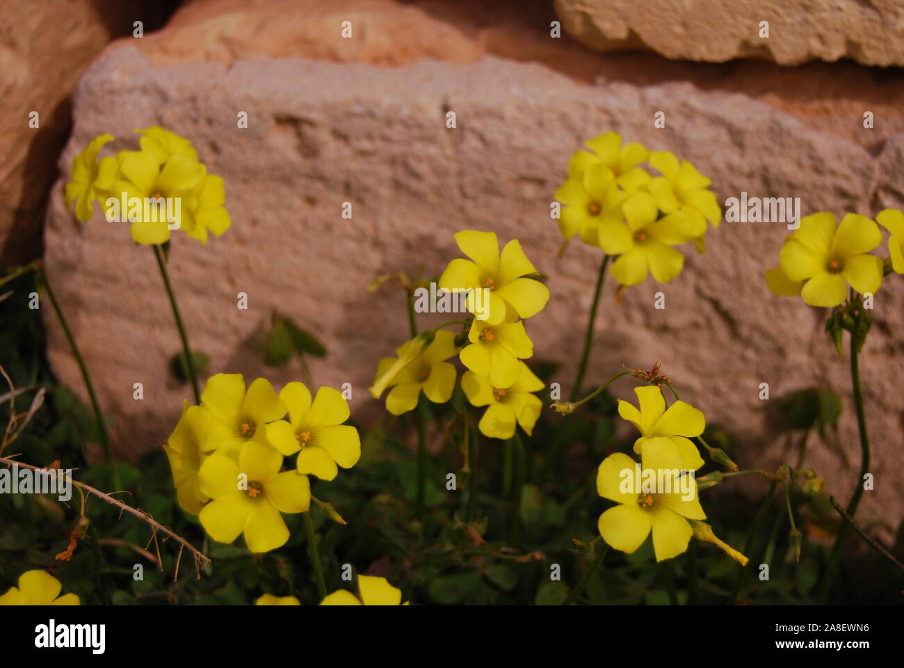 Flowers of Malta Stock Photo - Alamy