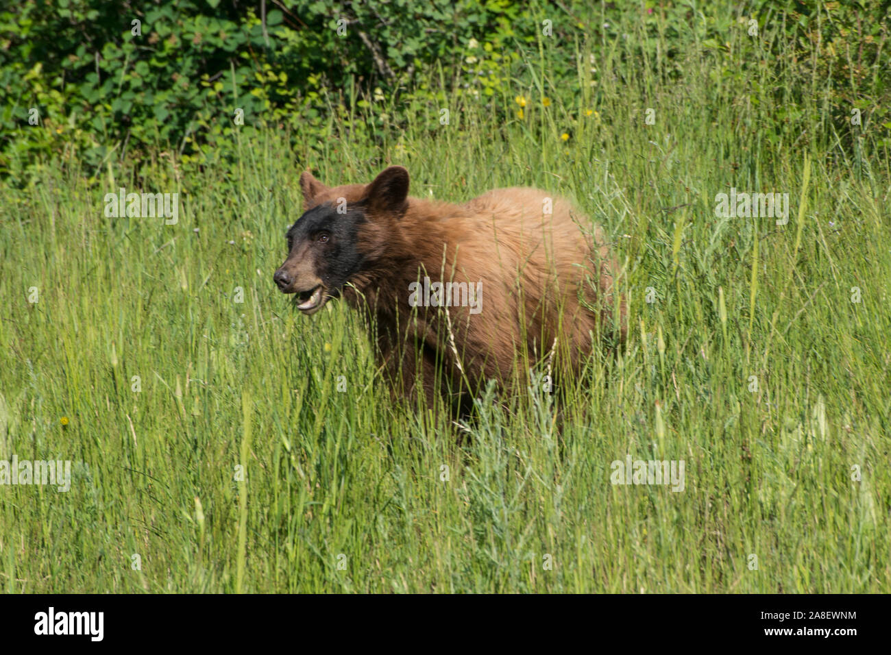 Bear grass glacier national park hi-res stock photography and images ...