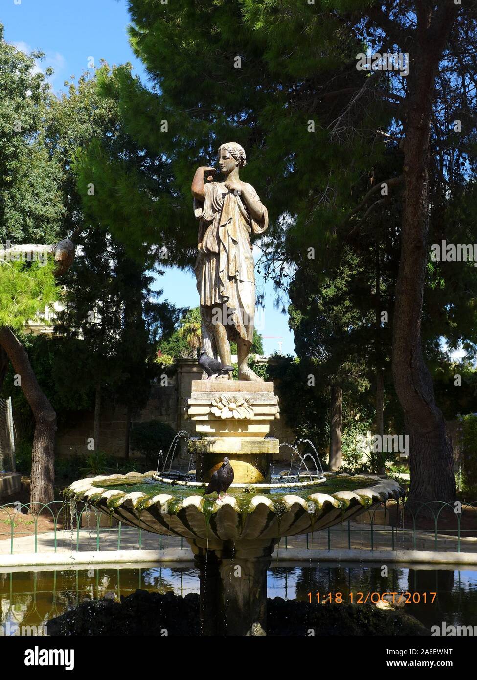 Zoology bird birds swans hi-res stock photography and images - Alamy