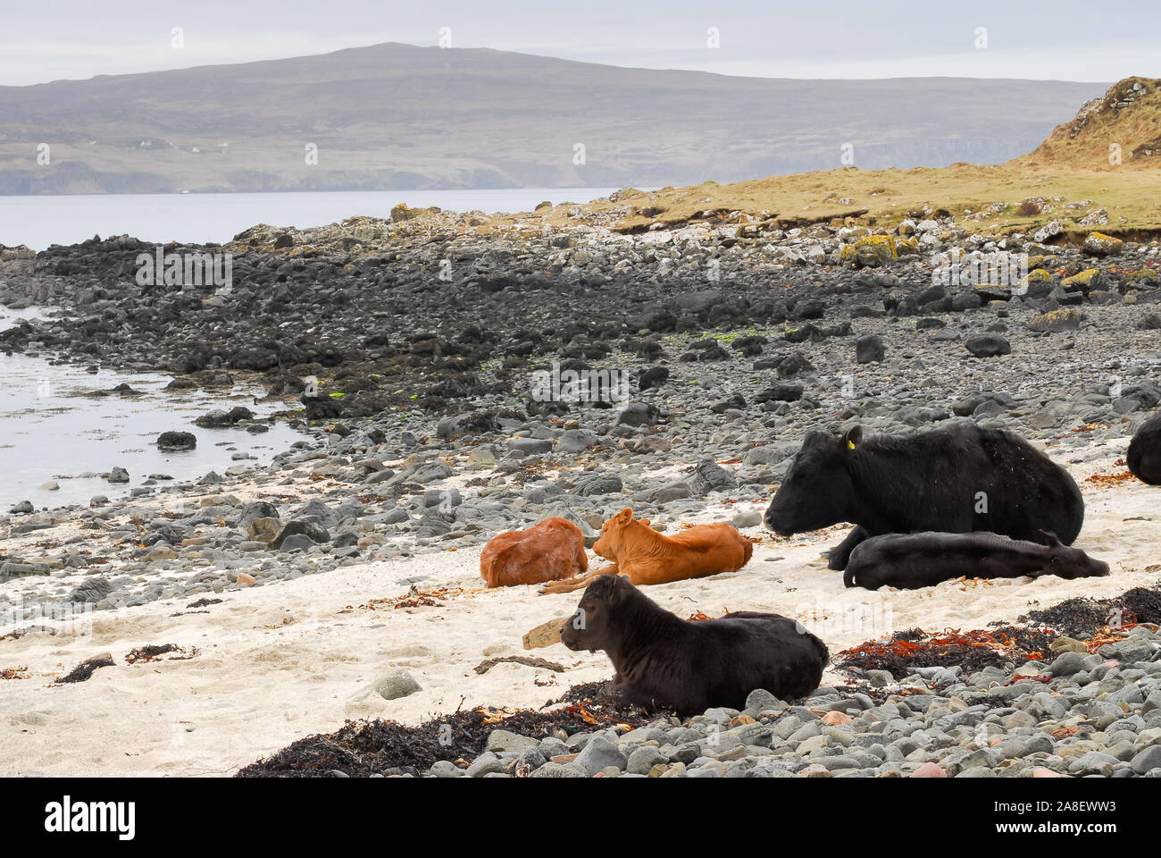 Seaweed sea weed beach hi-res stock photography and images - Alamy
