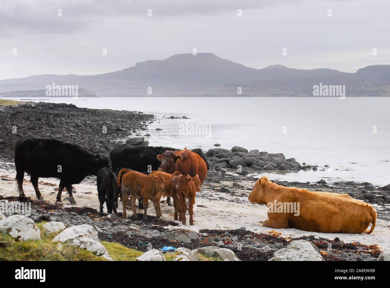 Sea weed beach hi-res stock photography and images - Alamy