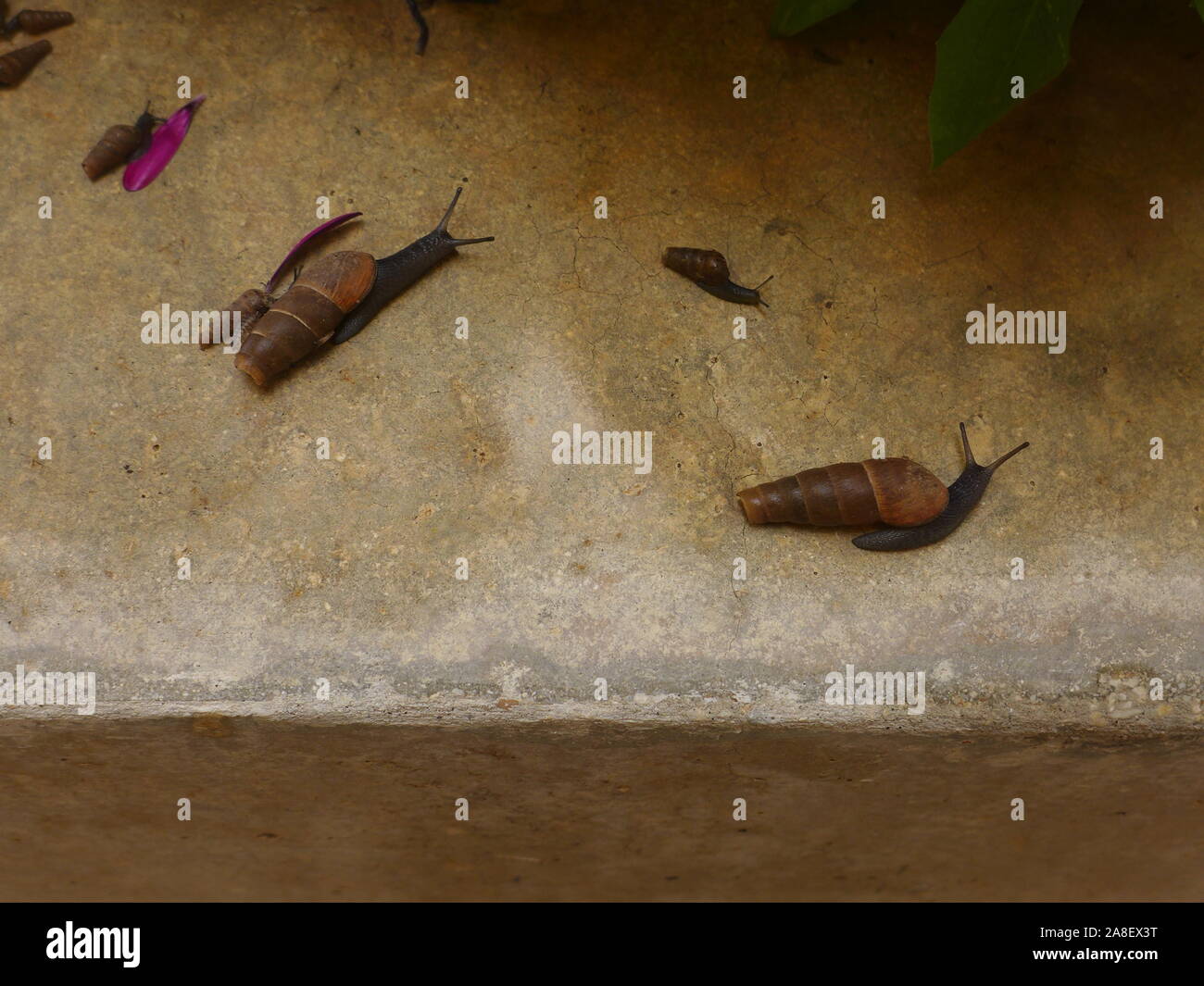 Cone snails hi-res stock photography and images - Alamy