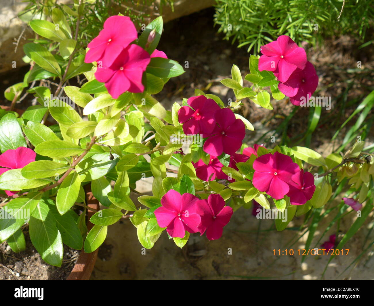 Flowers of Malta Stock Photo - Alamy