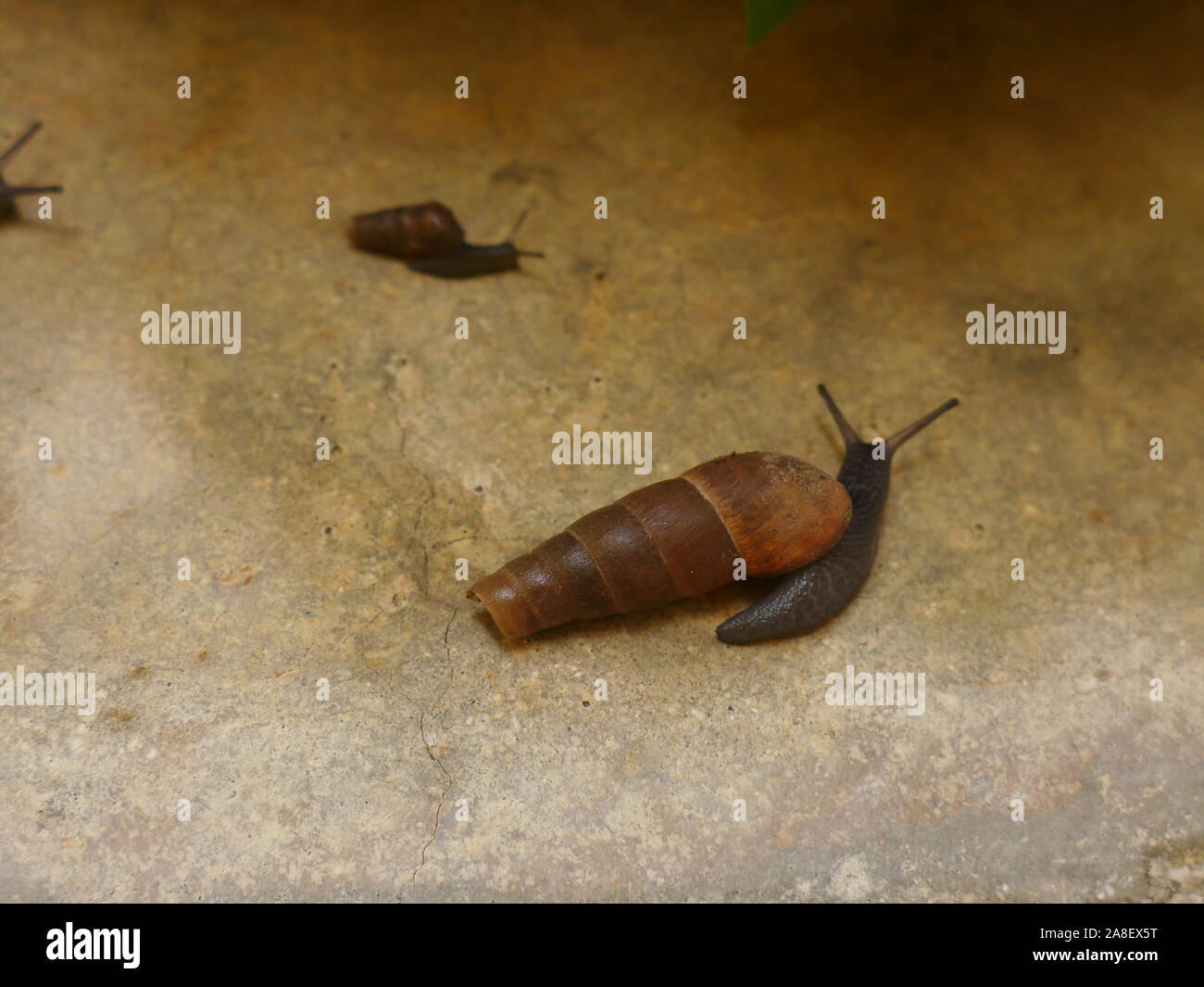 Cone snails hi-res stock photography and images - Alamy