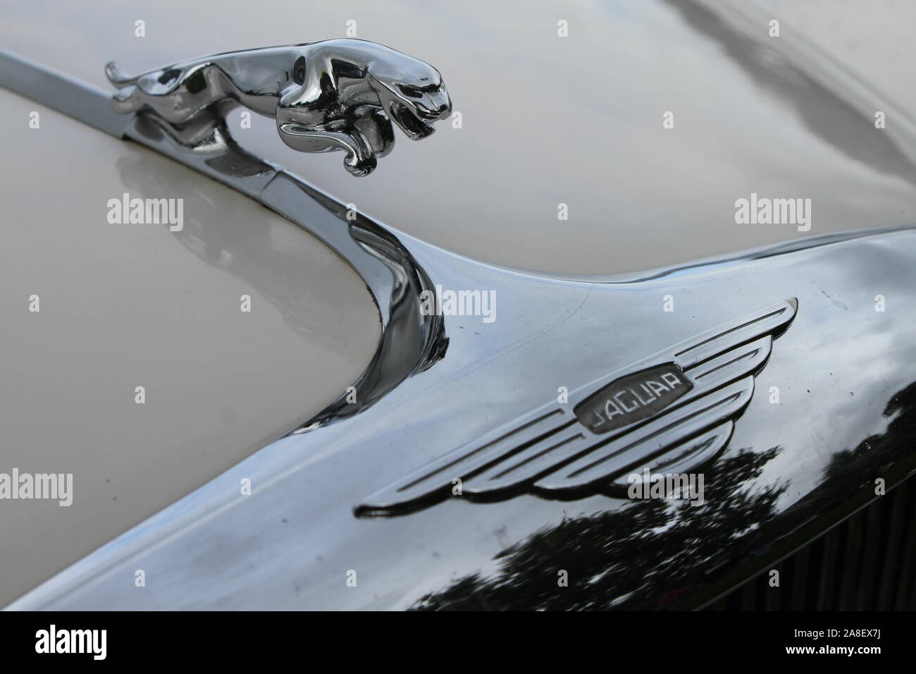 Jaguar car logo hi-res stock photography and images - Alamy