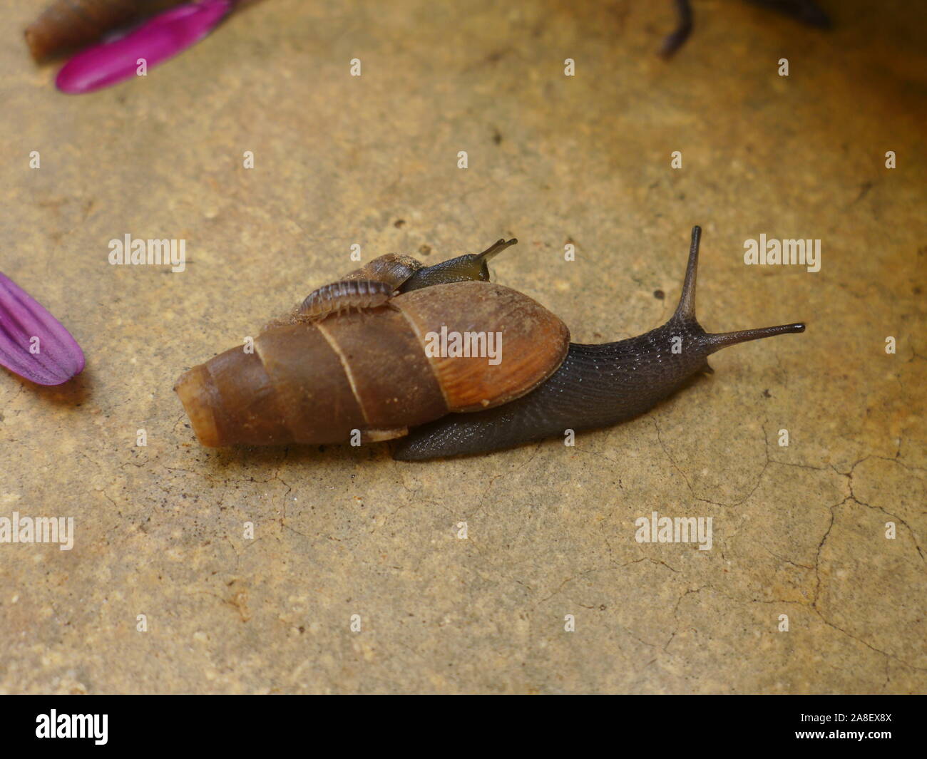 Cone snails hi-res stock photography and images - Alamy